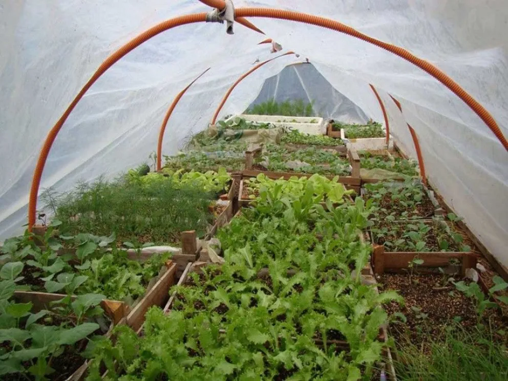 Domingo de huerta en Villa Los Coihues | Diario El Cordillerano