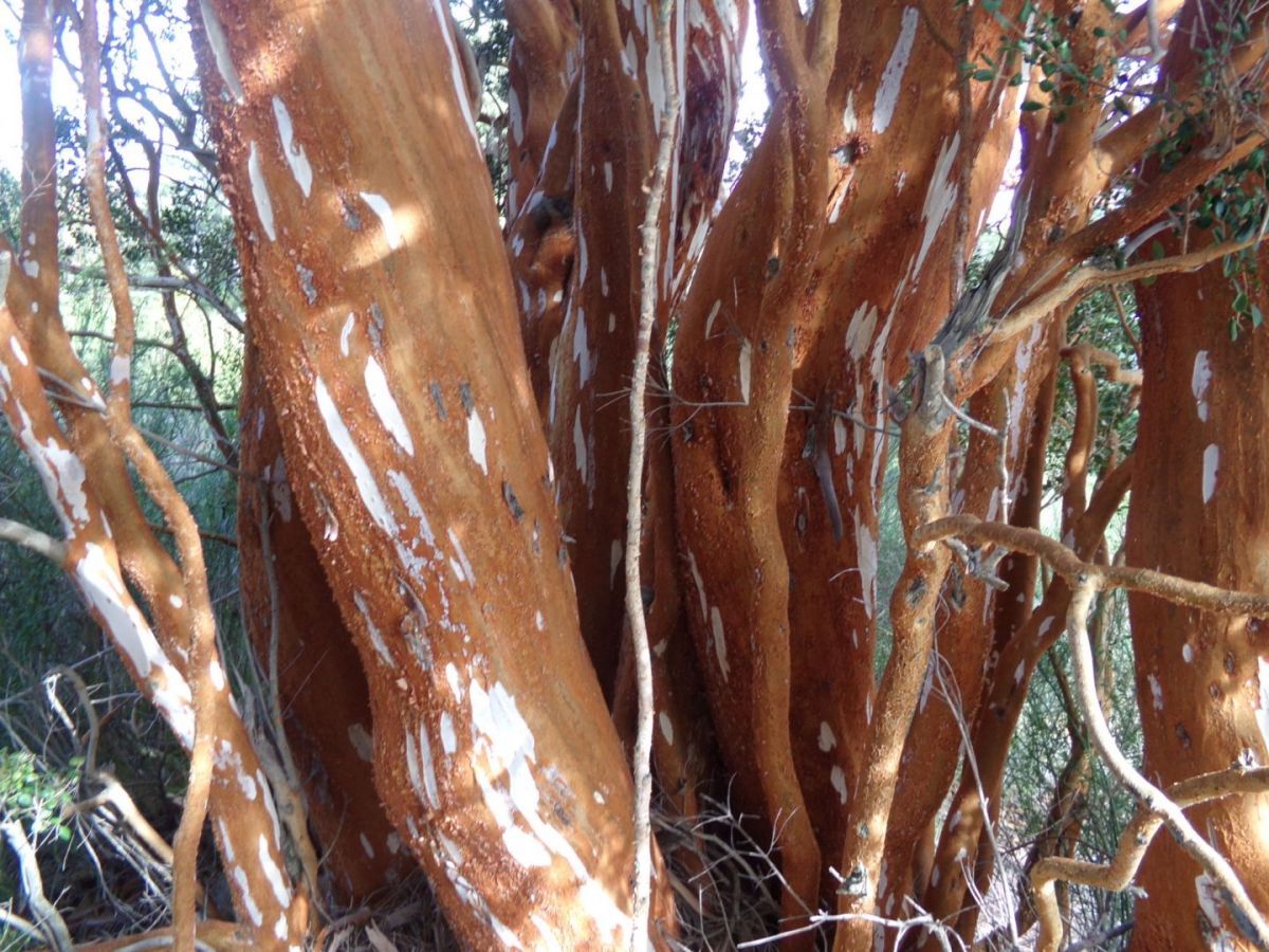 Los pro y contra de poner arrayanes en calle Mitre | Diario El Cordillerano