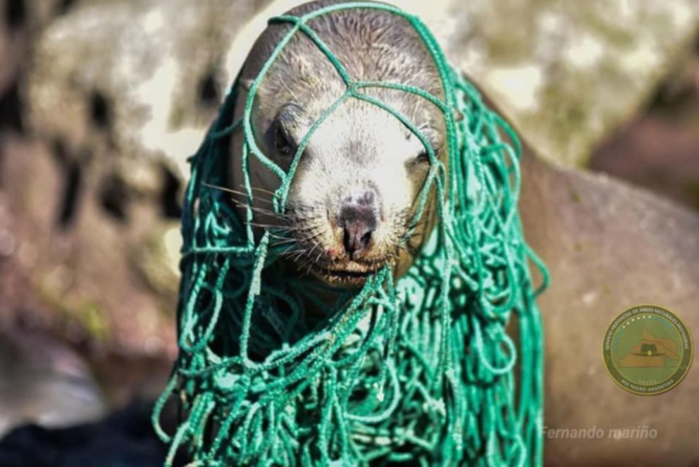 Rescatan a un lobo marino atrapado en una red de pesca | Diario El ...