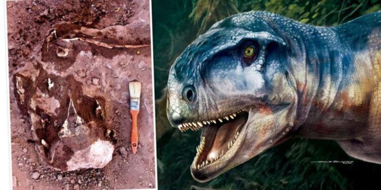 “El Llukalkan aliocranianus” un fósil que tiene 85 millones de años ...