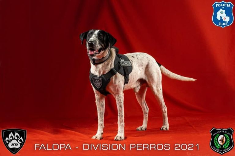 Furor en las redes: Presentaron al perro “Falopa” entrenado para ...
